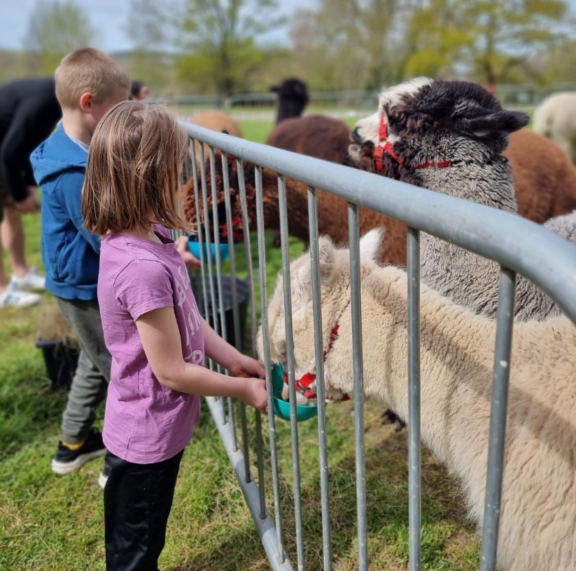 Alpaca Meet & Greets | Kenward Place