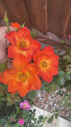 Miniature Climbing Rose 'Warm Welcome' | country park roses