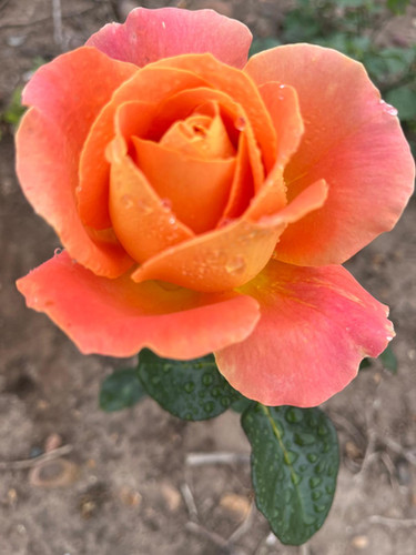 Hybrid Tea Rose 'Alpine Sunset' | country park roses