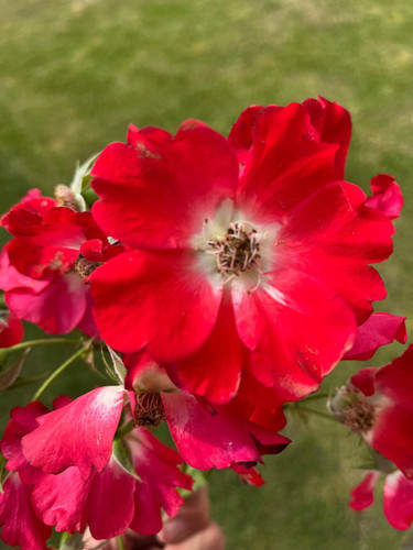 Shrub Rose 'Our Molly' | country park roses