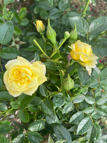 Miniature Climbing Rose 'Summertime' | country park roses
