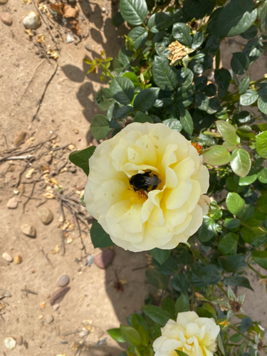 Floribunda Rose 'Arthur Bell' | country park roses