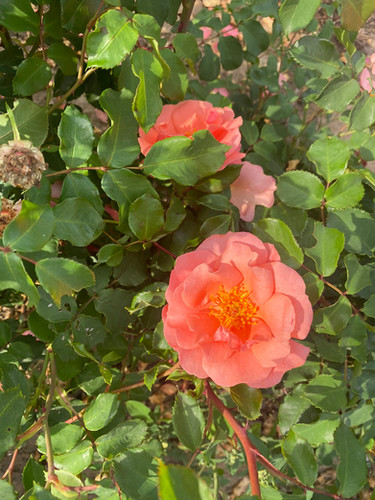 Climbing Rose 'Alibaba' | country park roses