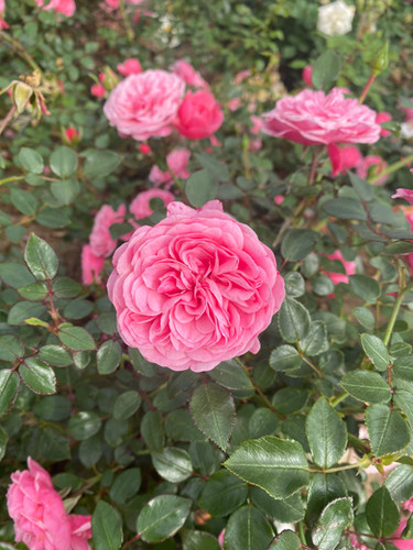 Miniature Climbing Rose 'Eva' | country park roses