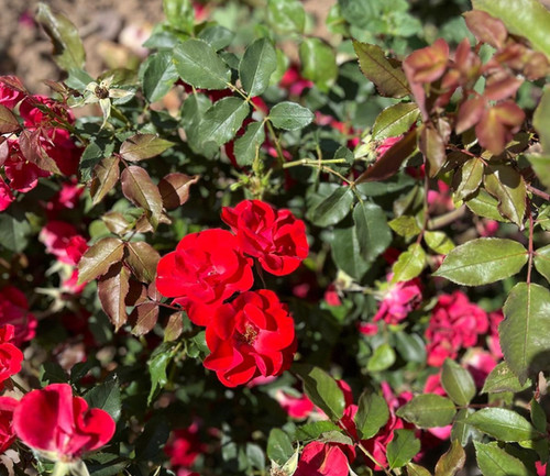 Floribunda Rose 'Cheerful Charlie' | country park roses