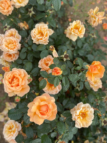 Hybrid Tea Rose 'Indian Summer' | country park roses