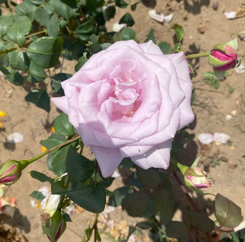 Hybrid Tea Rose 'Twice in a Blue Moon' | country park roses