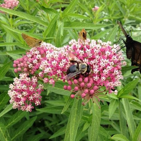 Pink Swamp Milkweed (Asclepias incarnata) | ACT