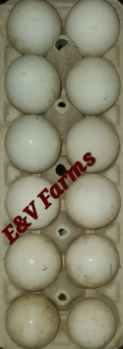 (12) Barnyard Mix Duck Breeds Hatching Eggs | E&V Farms