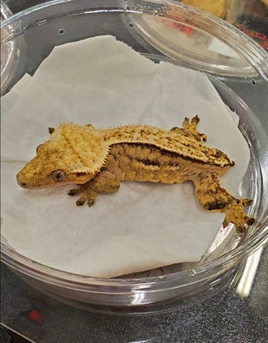 Frosted Flakes. | Darksidegeckos | Crested Geckos | Gargoyle Geckos