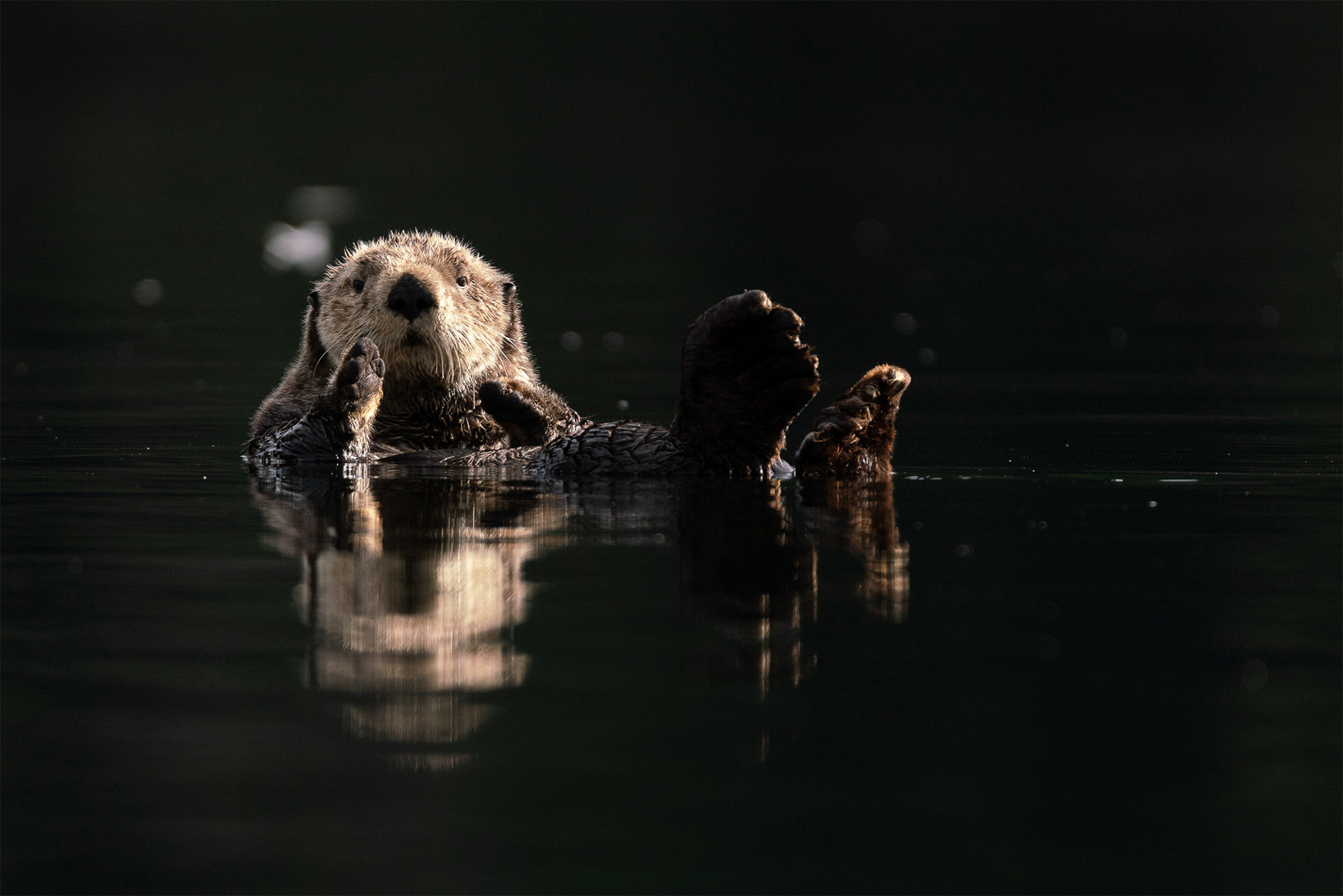 Partnerships | Canadian Conservation Photographers Collective
