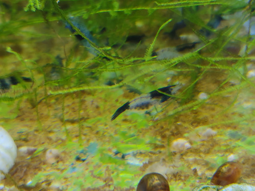 1 Black/Carbon Rili Shrimp A+ | Pwilly Fish Emporium