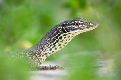 Argus Monitor | WildTerritoryImages