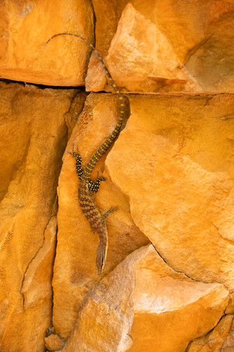 Kimberley Rock Monitor | WildTerritoryImages
