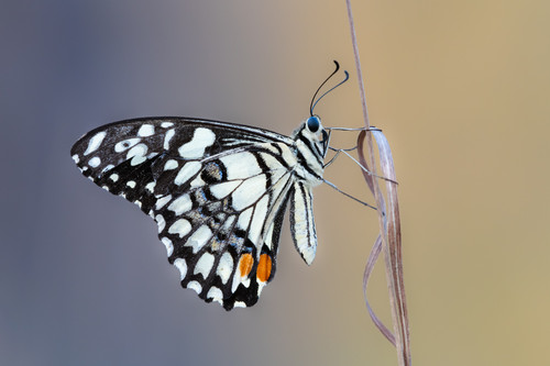 Checkered Swallowtail | WildTerritoryImages