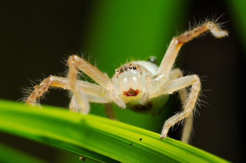 Badge Spider | WildTerritoryImages