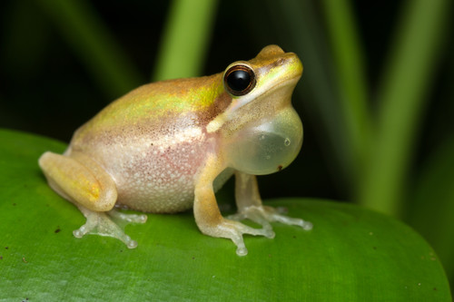 Northern Dwarf Tree Frog | WildTerritoryImages