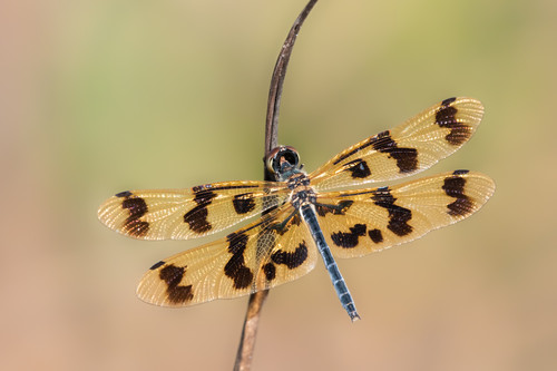 Graphic Flutterer | WildTerritoryImages