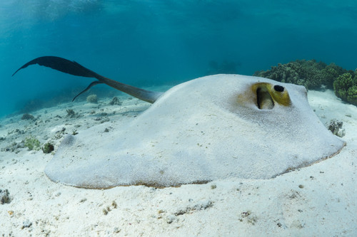 Cowtail Stingray | WildTerritoryImages
