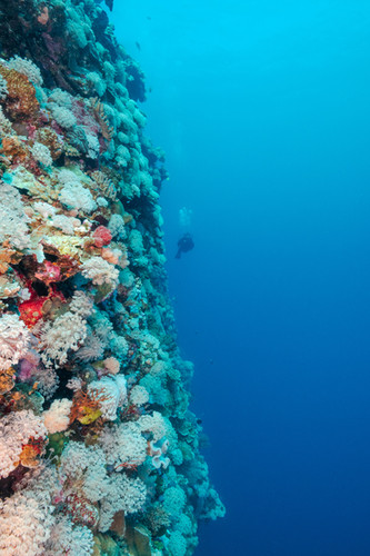 Osprey Reef | WildTerritoryImages