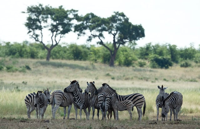 Best Game Reserves Along The Garden Route