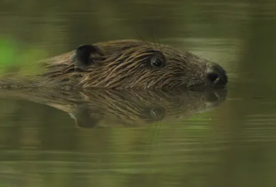 Beavers & Beyond: How Beavers are Shaping the Future of Farmland | FWAG ...