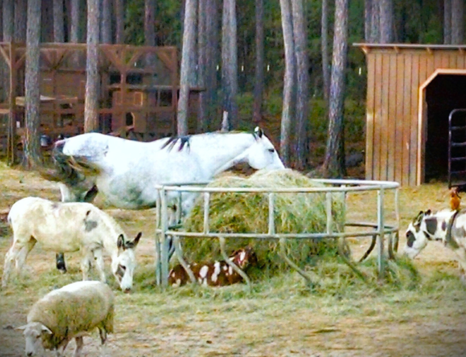 Mustang Alley Ranch | Horse Boarding | Farm Eggs