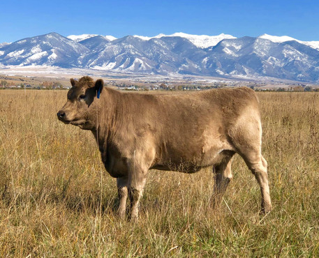 Stillwater Ranch Murray Grey Cattle | Montana | Stillwatermurraygreys.com