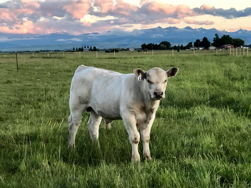 Stillwater Ranch Murray Grey Cattle | Montana | Stillwatermurraygreys.com