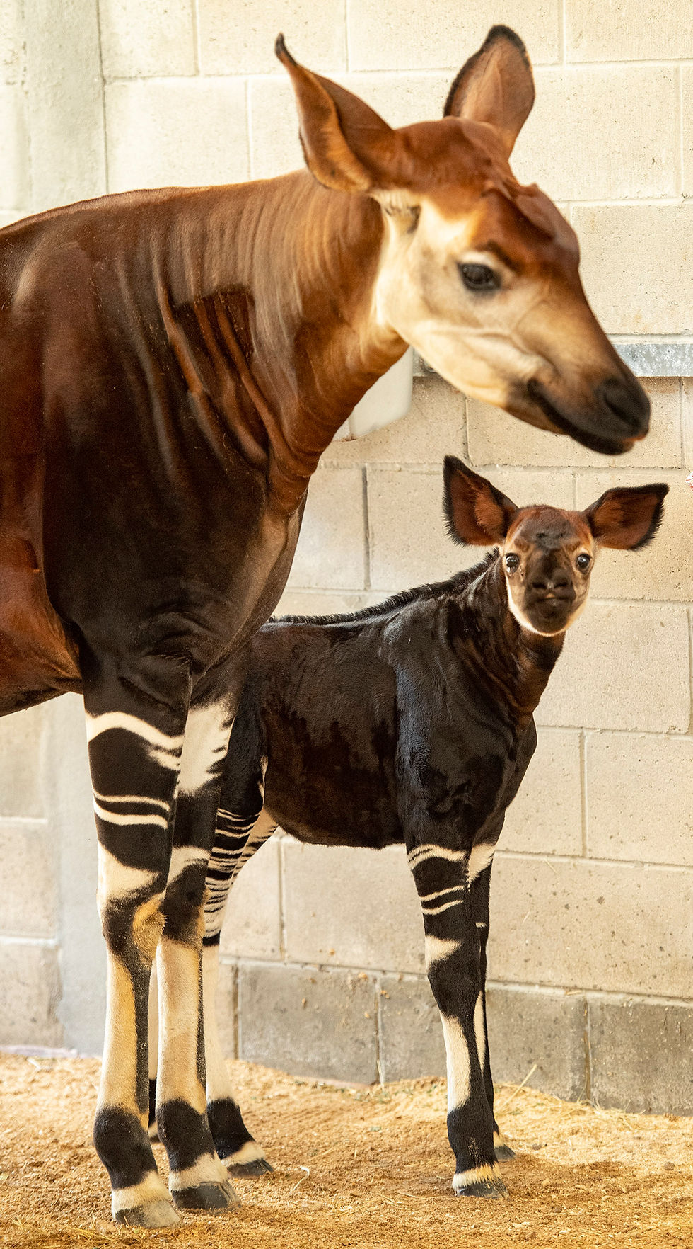 Meet Beni The Cutest Baby Okapi Born At Disney’s Animal Kingdom Lodge