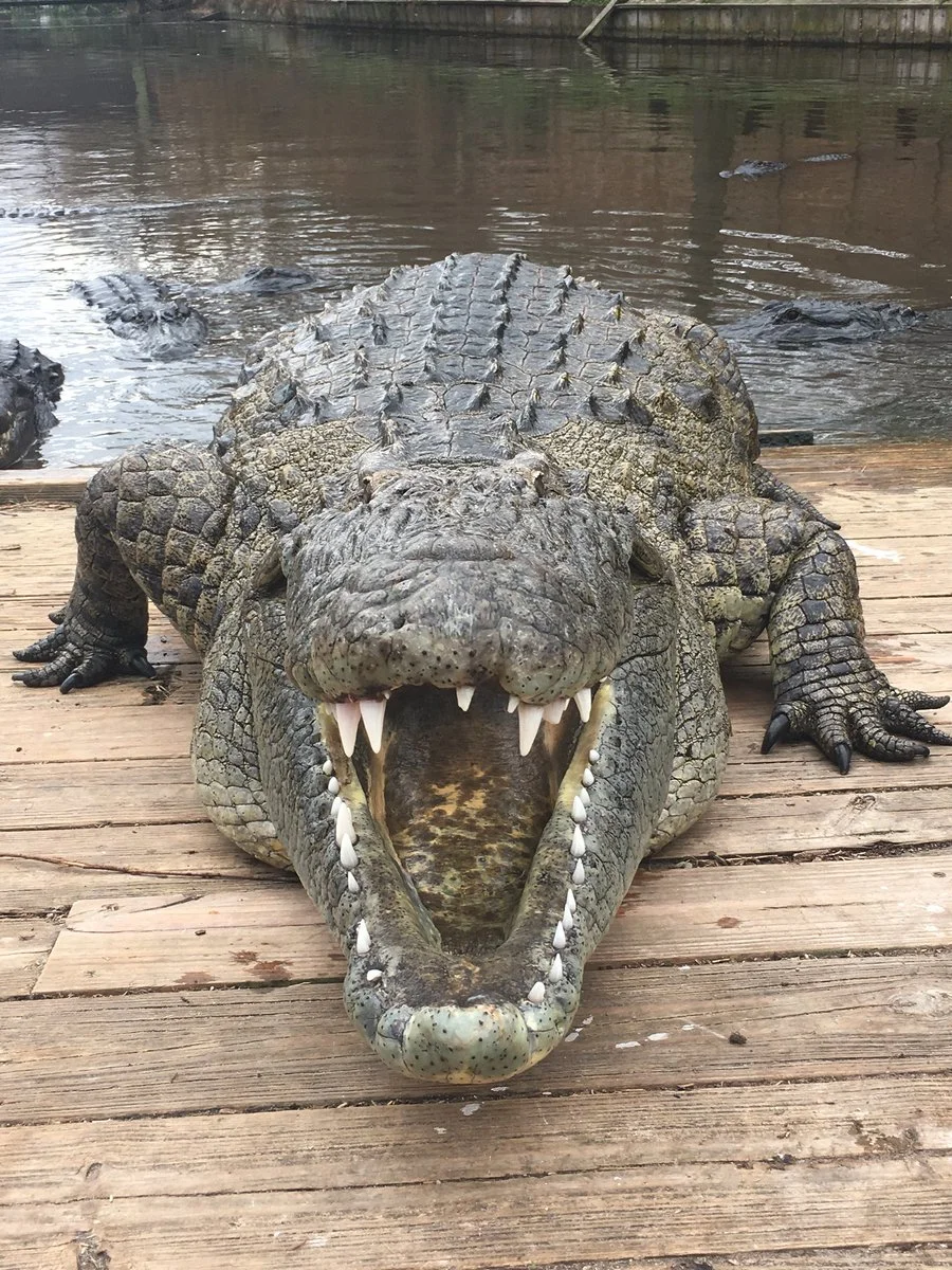 Y’all gotta join Gatorland as the attraction kick off it's 75th ...