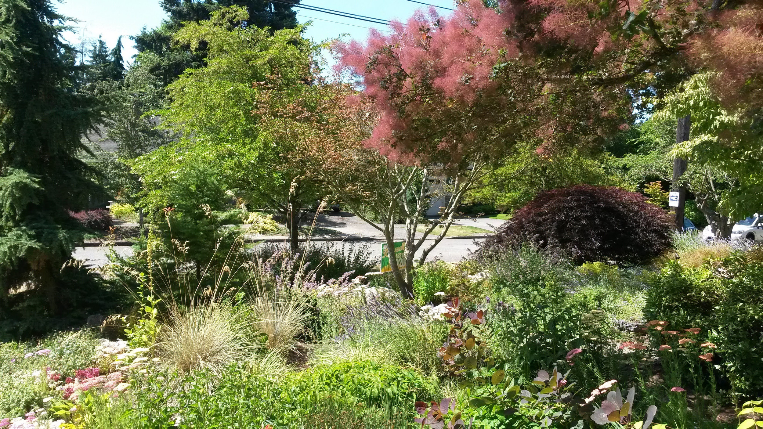 thrivinggardendesign Seattle WA 4 season low maintenance raingardens ...
