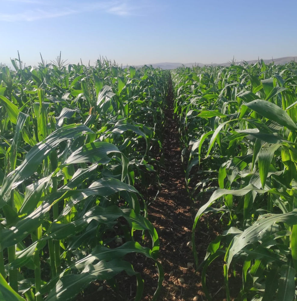 Climate Change Has Become a Major Obstacle For Maize