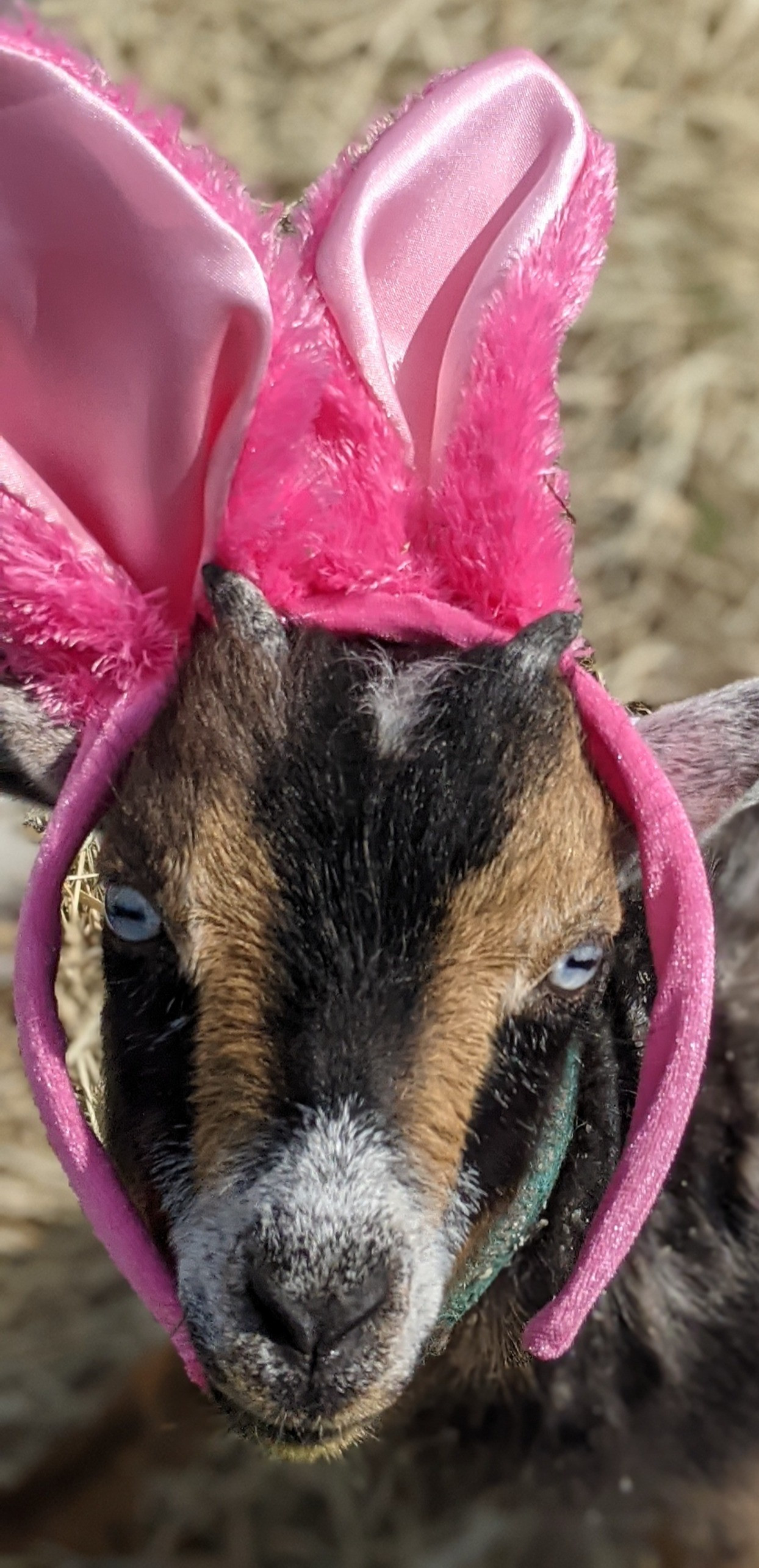 Easter Goat Cuddles (Austin) | Goat Shenanigans