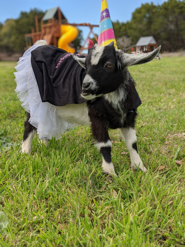 Additional 30 min with goats | Goat Shenanigans