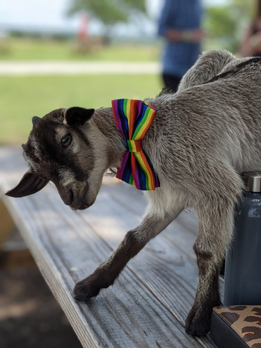 Love & Time Package | Goat Shenanigans