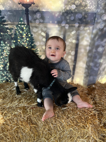 Goat Experience | Goat Shenanigans