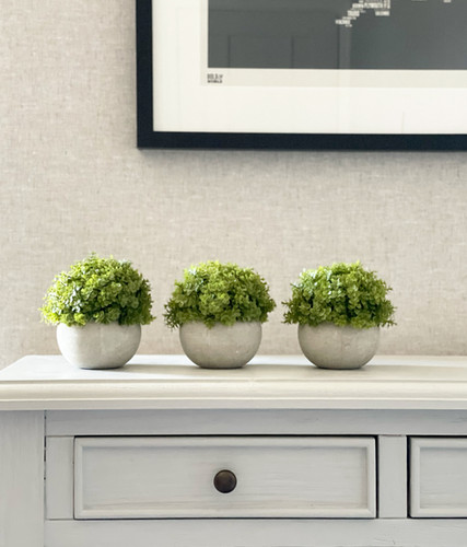 Miniature Hebe Pot | BoxwoodHomeInteriors