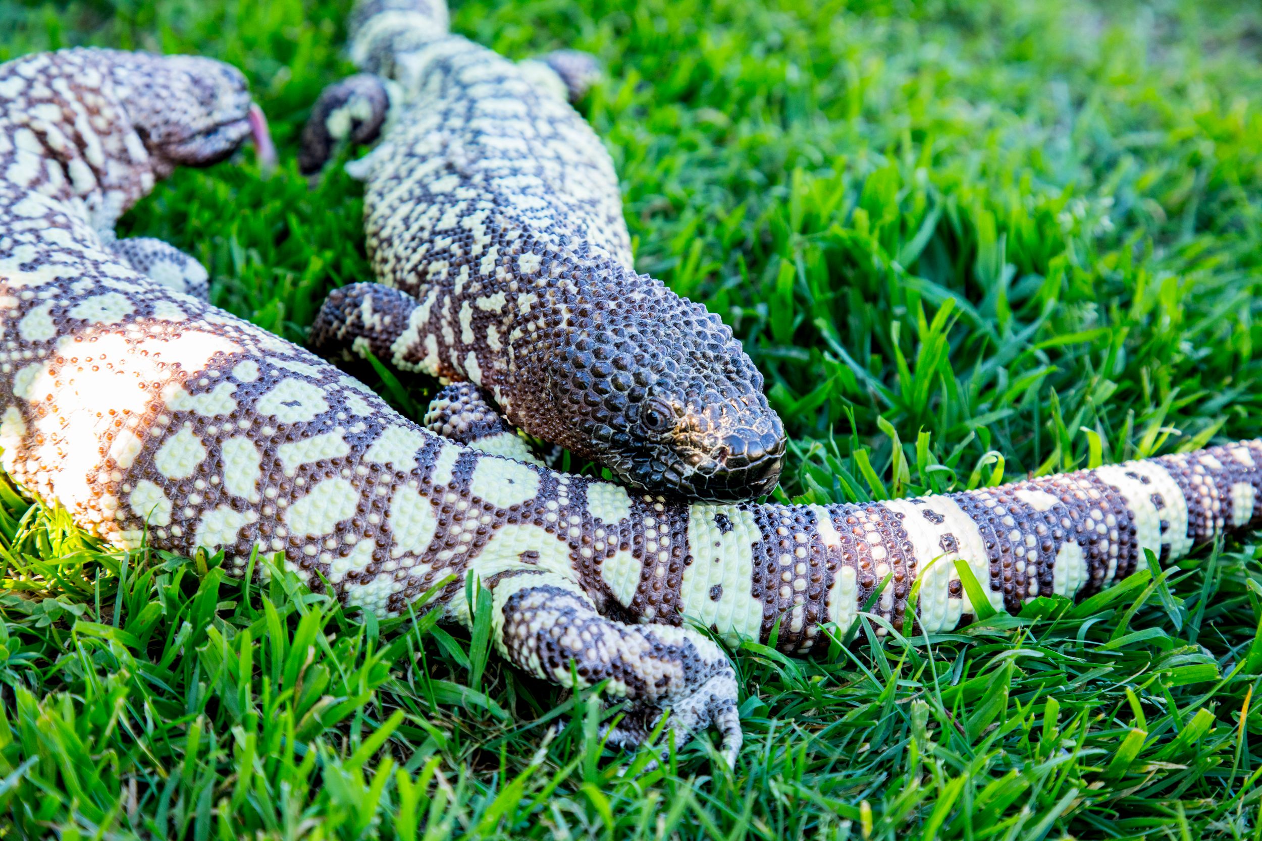 GALLERY | Heloderma horridum