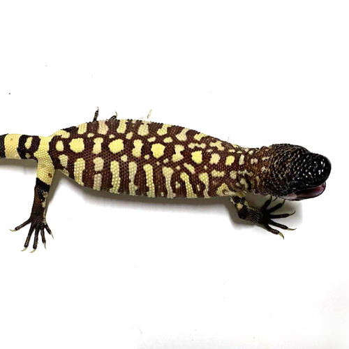 Heloderma exasperatum | Heloderma horridum