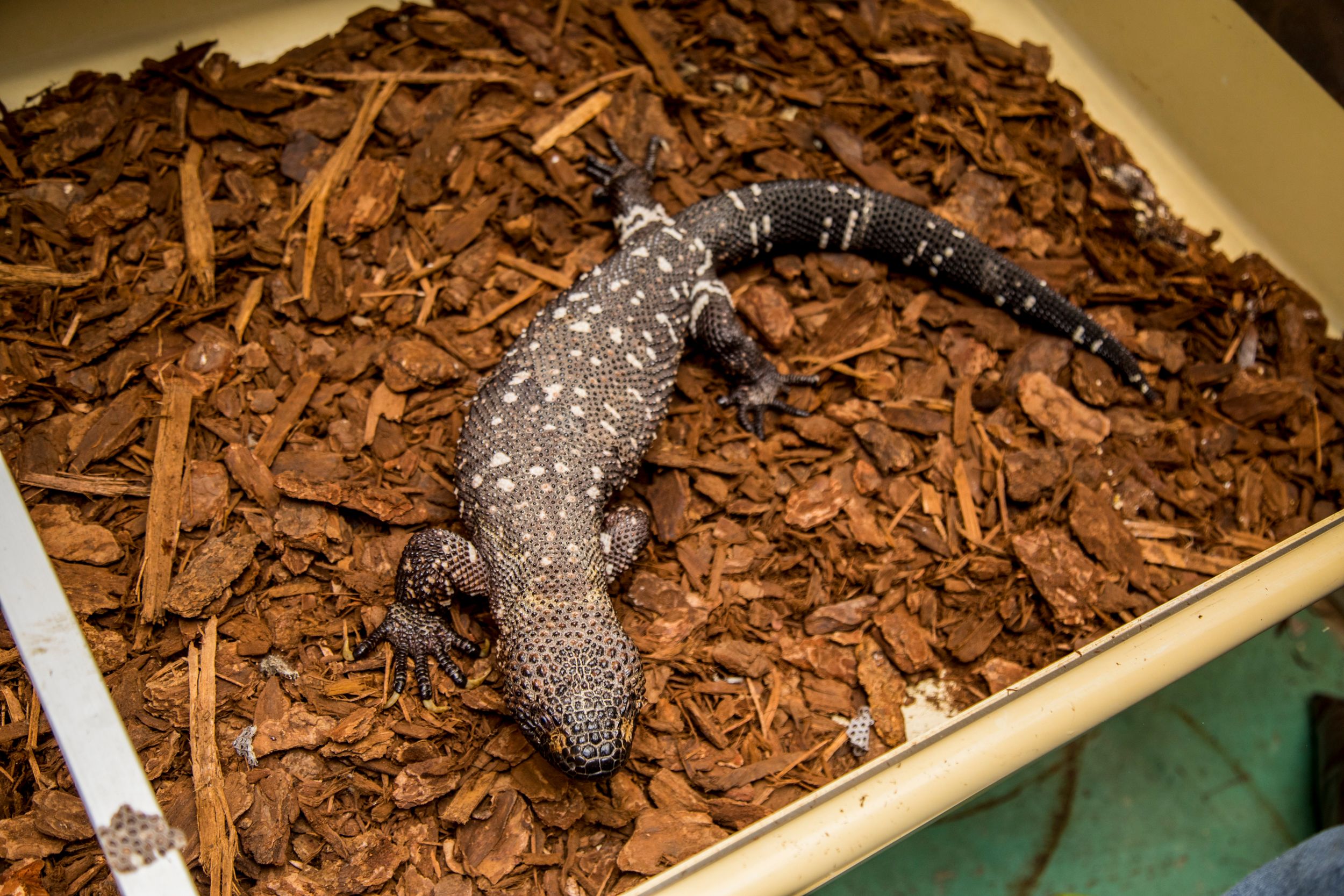 GALLERY | Heloderma horridum