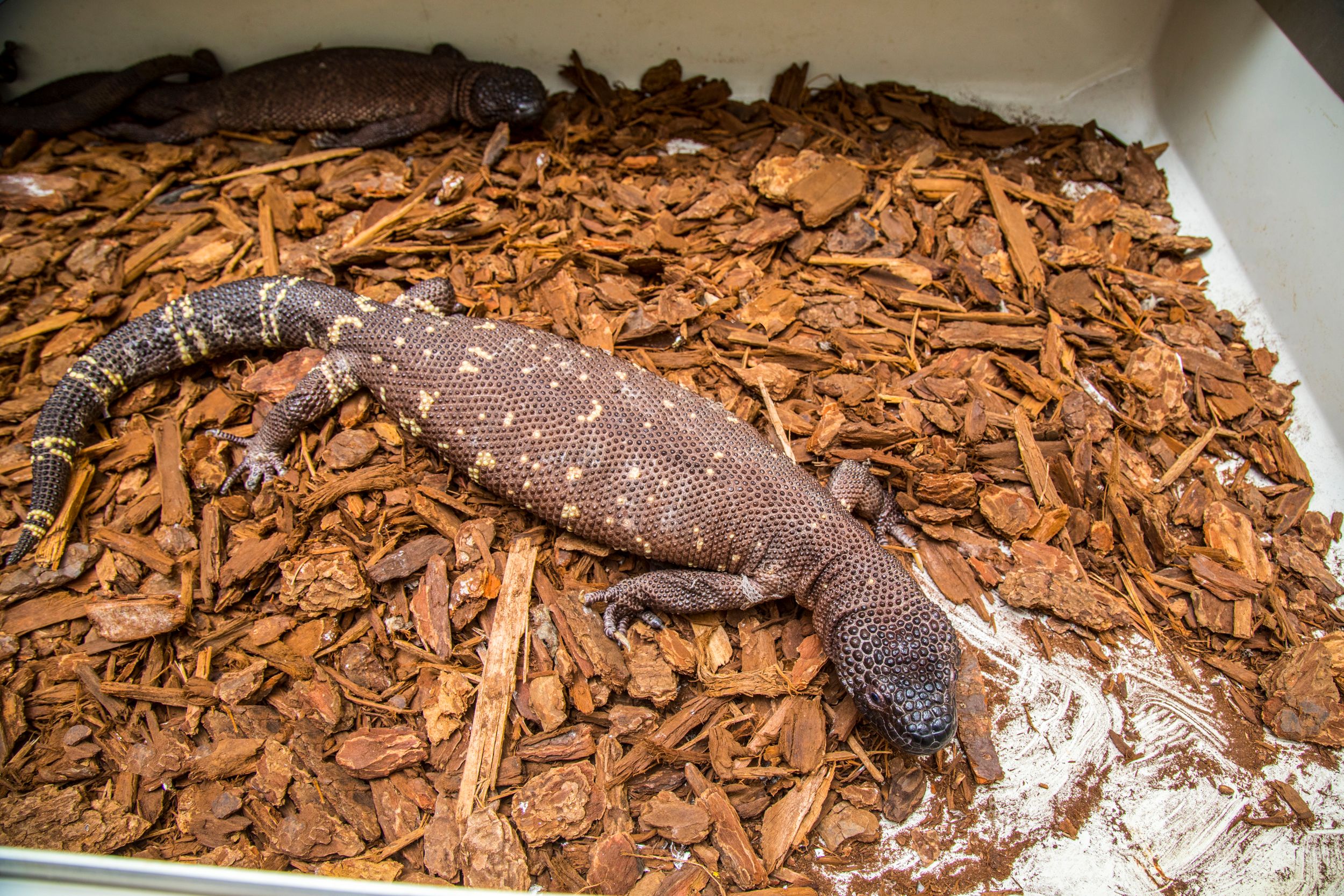 GALLERY | Heloderma horridum