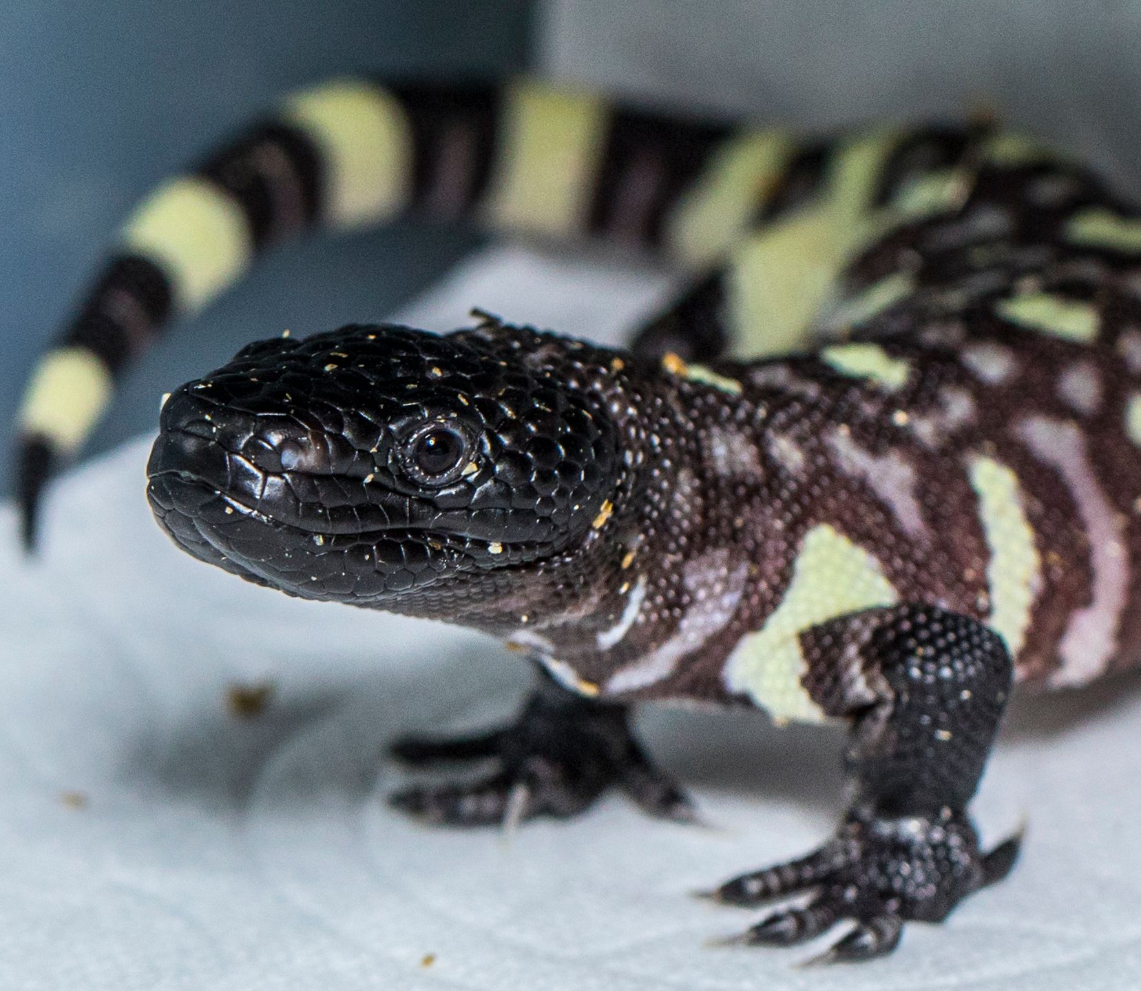 GALLERY | Heloderma horridum