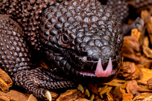 Heloderma alvarezi | Heloderma horridum