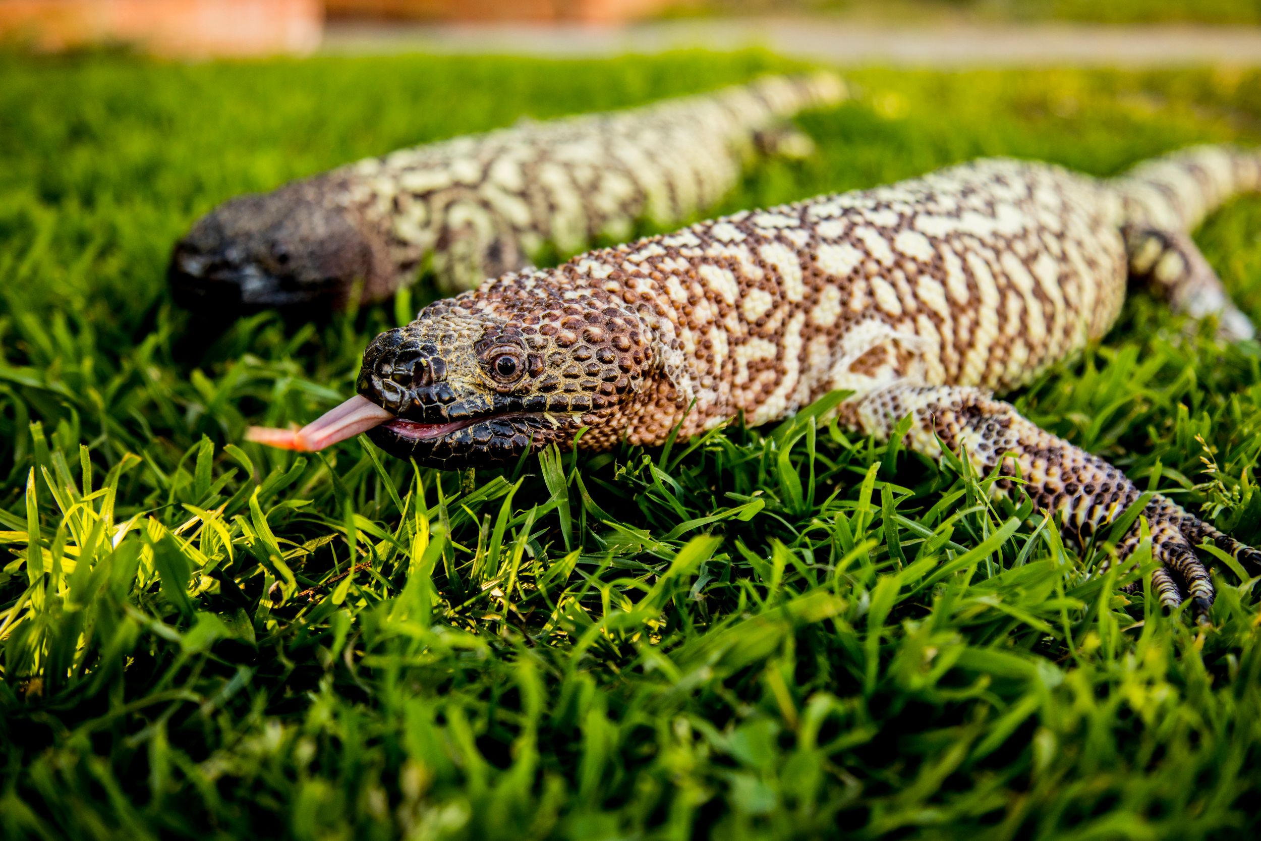 GALLERY | Heloderma horridum