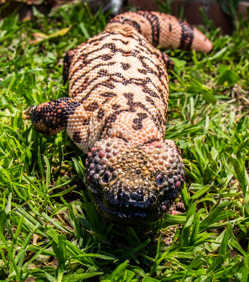 GALLERY | Heloderma horridum