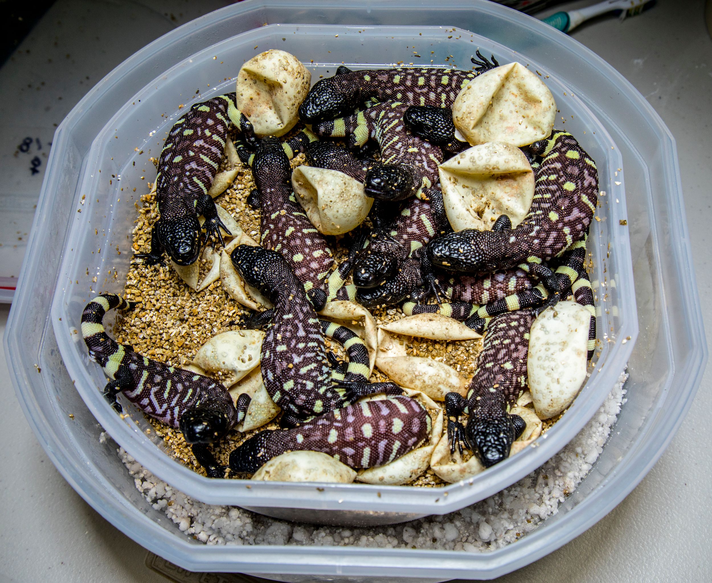 GALLERY | Heloderma horridum