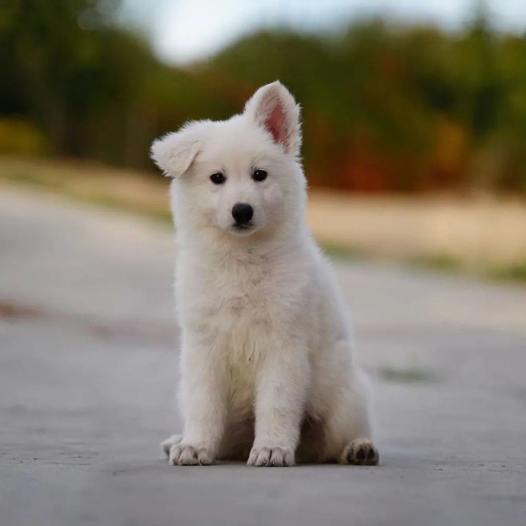 Information for Dogs: German Shepherd Coat Color Myth vs Reality