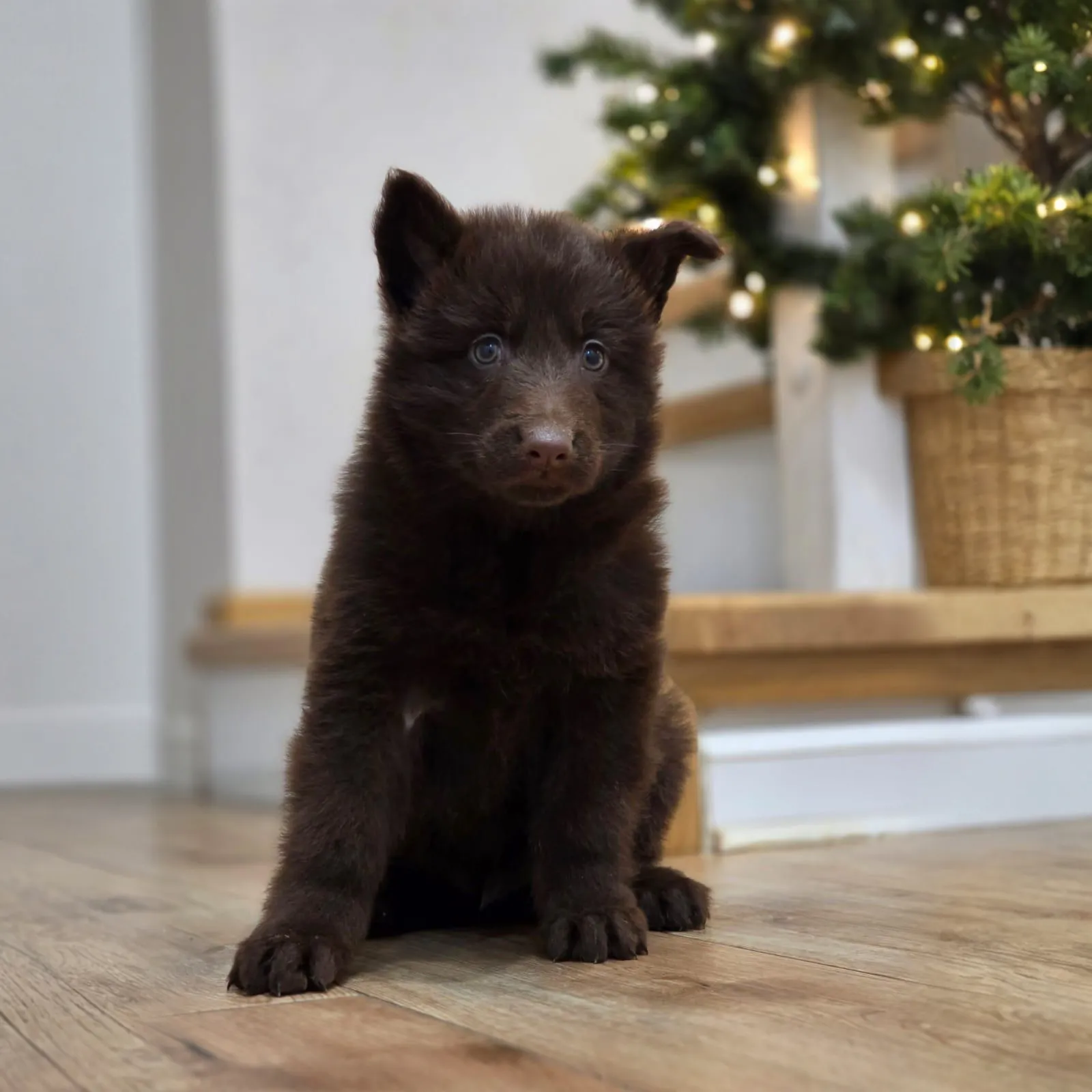 Information for Dogs: German Shepherd Coat Color Myth vs Reality