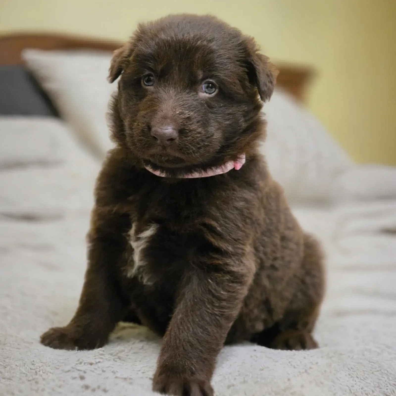 Liver German Shepherd Puppies for Sale | Royal Tribes K9